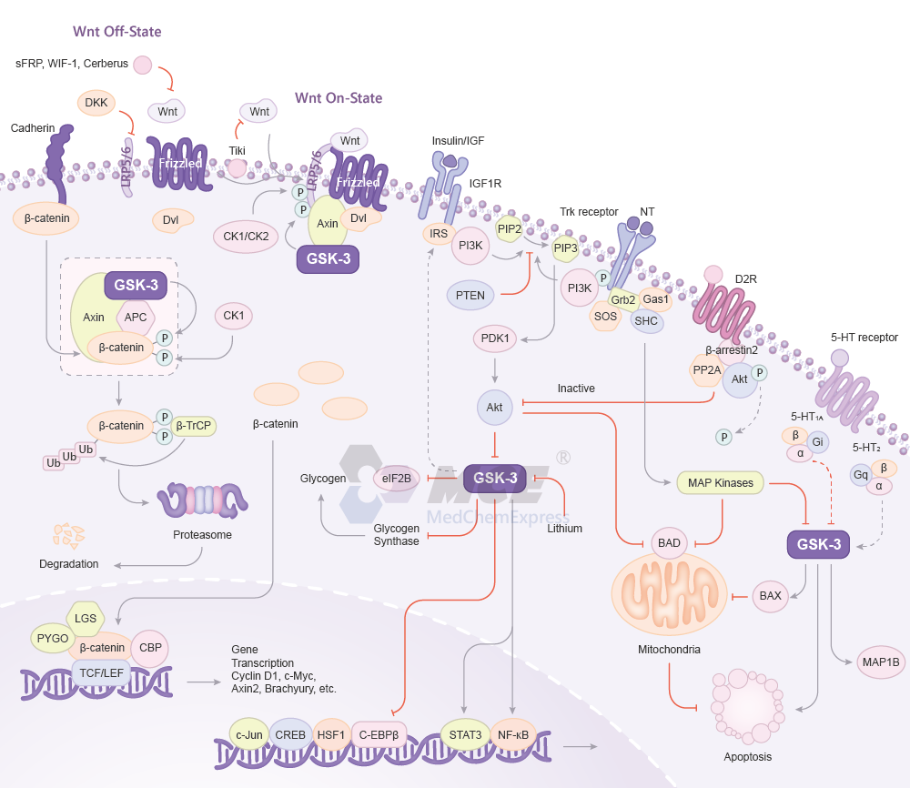 GSK-3 | 抑制剂 激动剂 拮抗剂 调节剂 | MCE中国