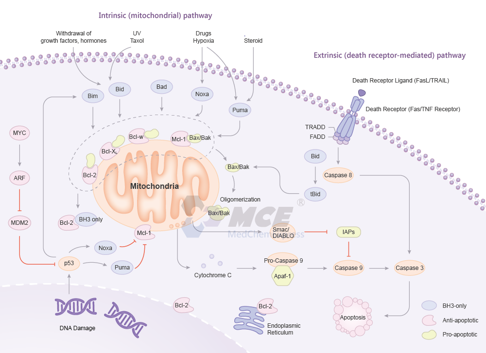 Bcl-2 Family Signaling Pathway | MCE